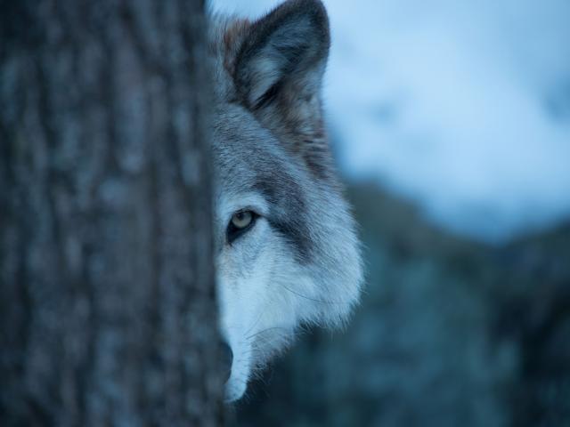 IF THE FAMILY LACKS A COMMON CRISIS⁠— THEN HIRE A WOLF TO HOWL!